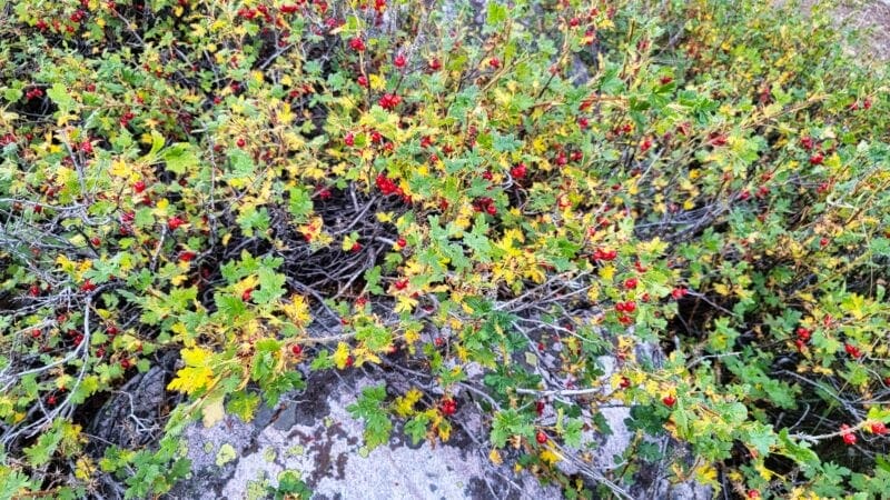 Review: 22 Miles Hiking Three Waters Mountain, Native Lake, & Roaring Fork